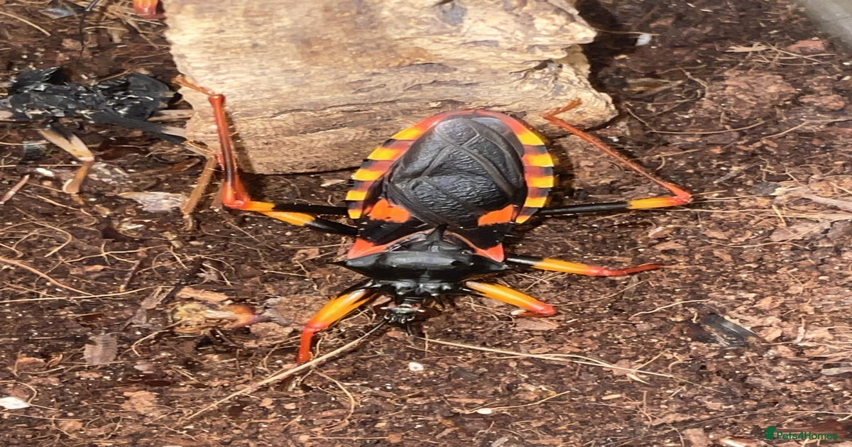 King Horrida assassin bugs (L2-4) for sale in Christchurch | Pets4Homes