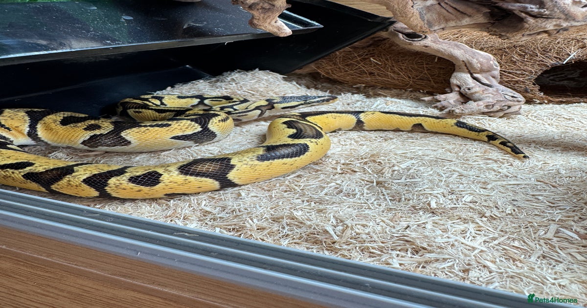 Pastel orange dream poss fire royal python for sale in Newbury | Pets4Homes