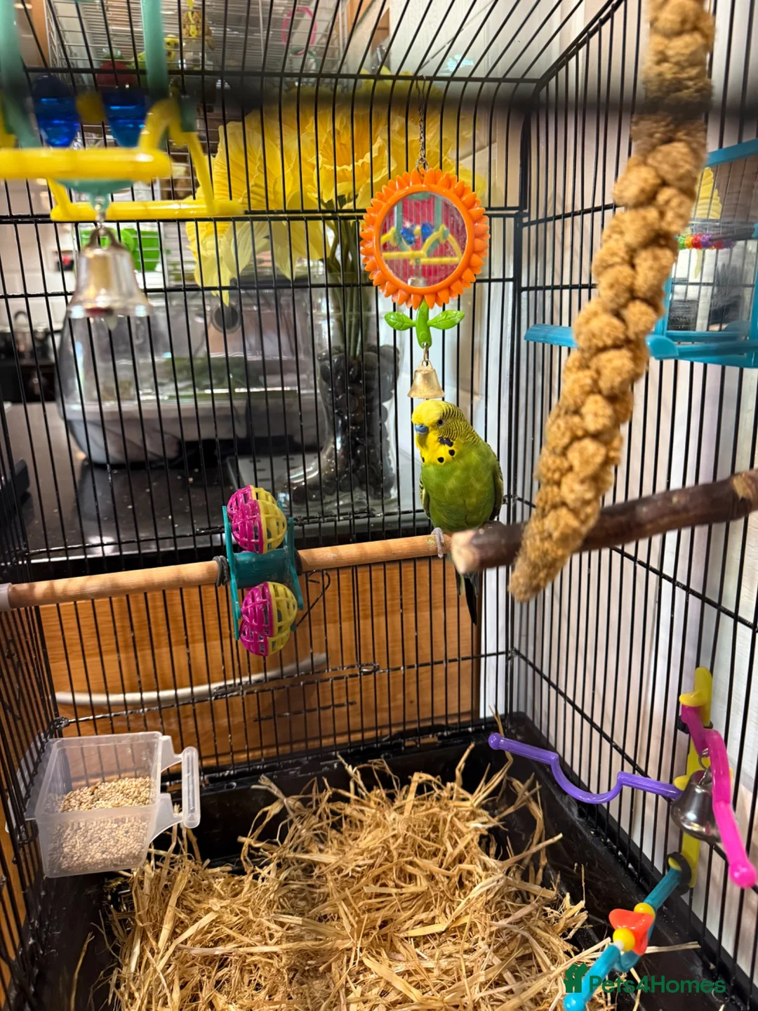 Beautiful male budgie with cage/accessories for sale in Warwick ...