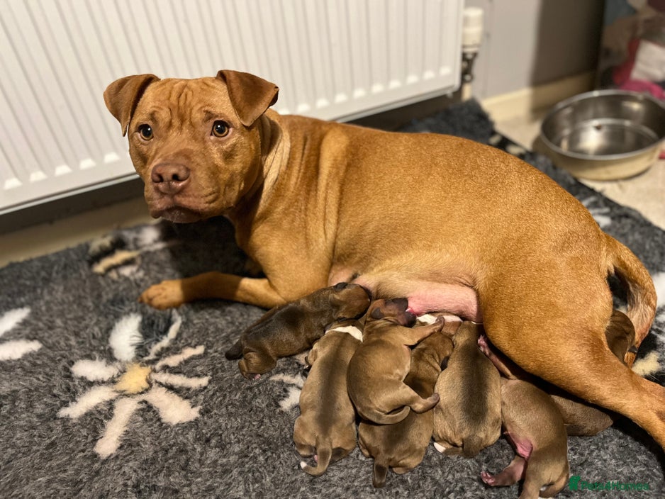 Red Staffordshire Bull Terrier puppies for sale | Pets4Homes