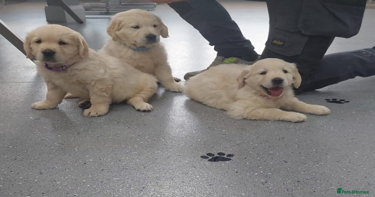 STUNNING GOLDEN RETRIEVER PUPPIES for sale in Birmingham | Pets4Homes