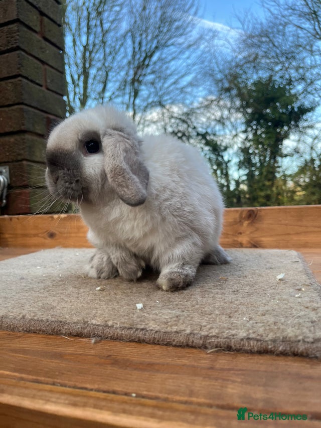 Mini lop bucks for sale in Nuneaton | Pets4Homes