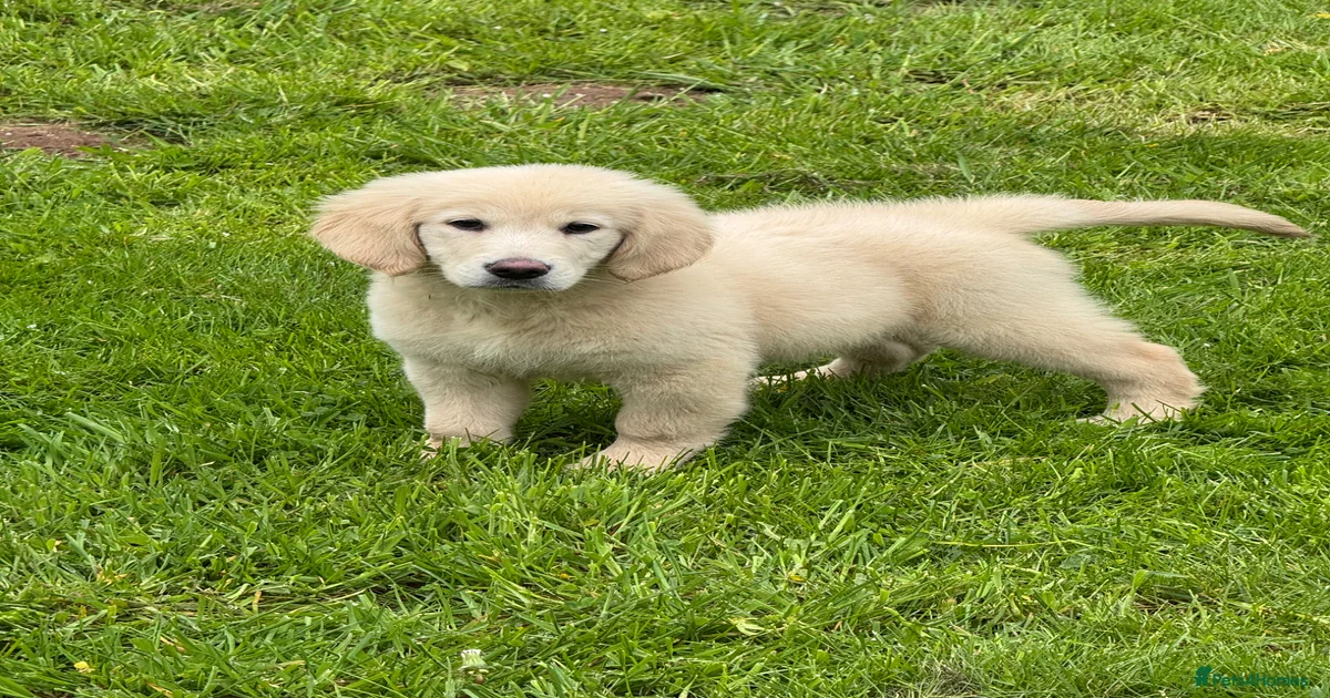 Goldendoodle Puppies for sale | Pets4Homes