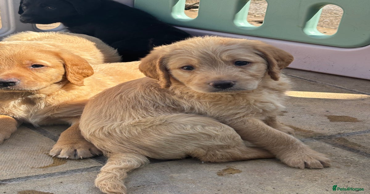 Labradoodle puppies. Fox red, black and golden f2 for sale in Maesteg ...