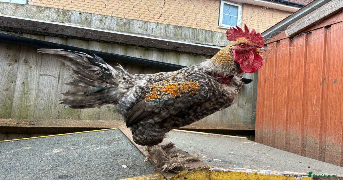 Rooster Rehoming for sale in Stowmarket | Pets4Homes