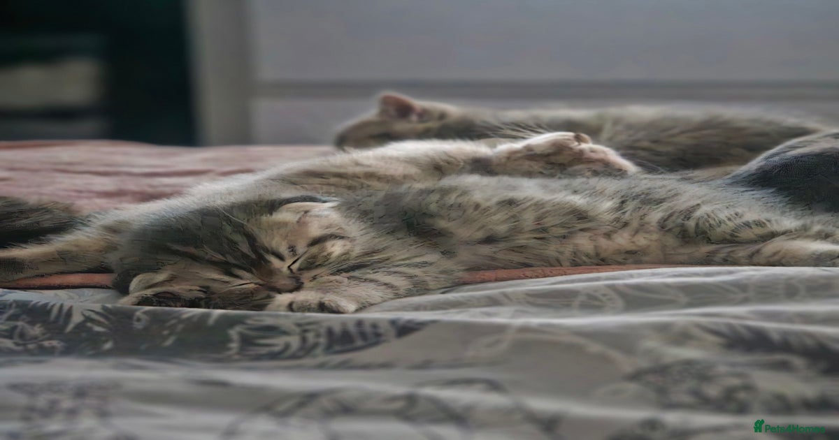 Full TICA pedigree Scottish fold Kittens london for sale in London ...