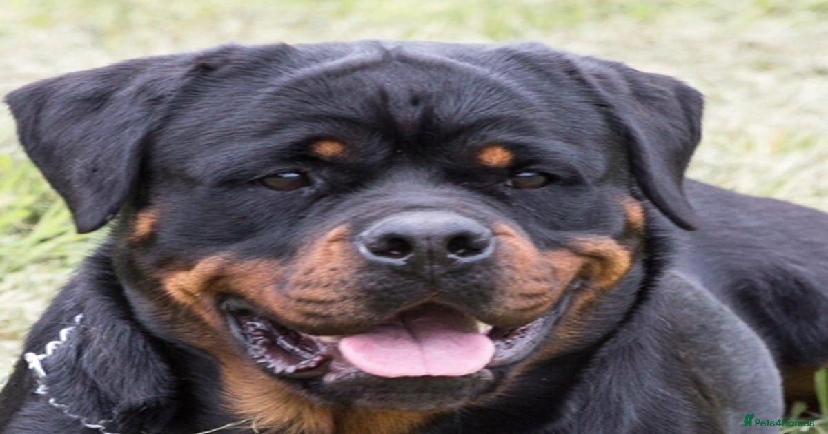 PURE GERMAN ROTTWEILER PUPPIES FOR SALE for sale in Smethwick | Pets4Homes