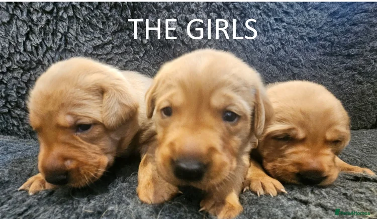 Red Fox Labs : Health Checked-KC Reg,FTCH Pedigree for sale in Stoke-on ...