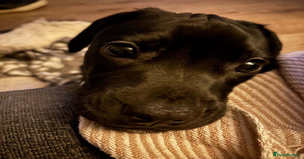 Male Cockapoo x French Bulldog for sale in Banbury | Pets4Homes