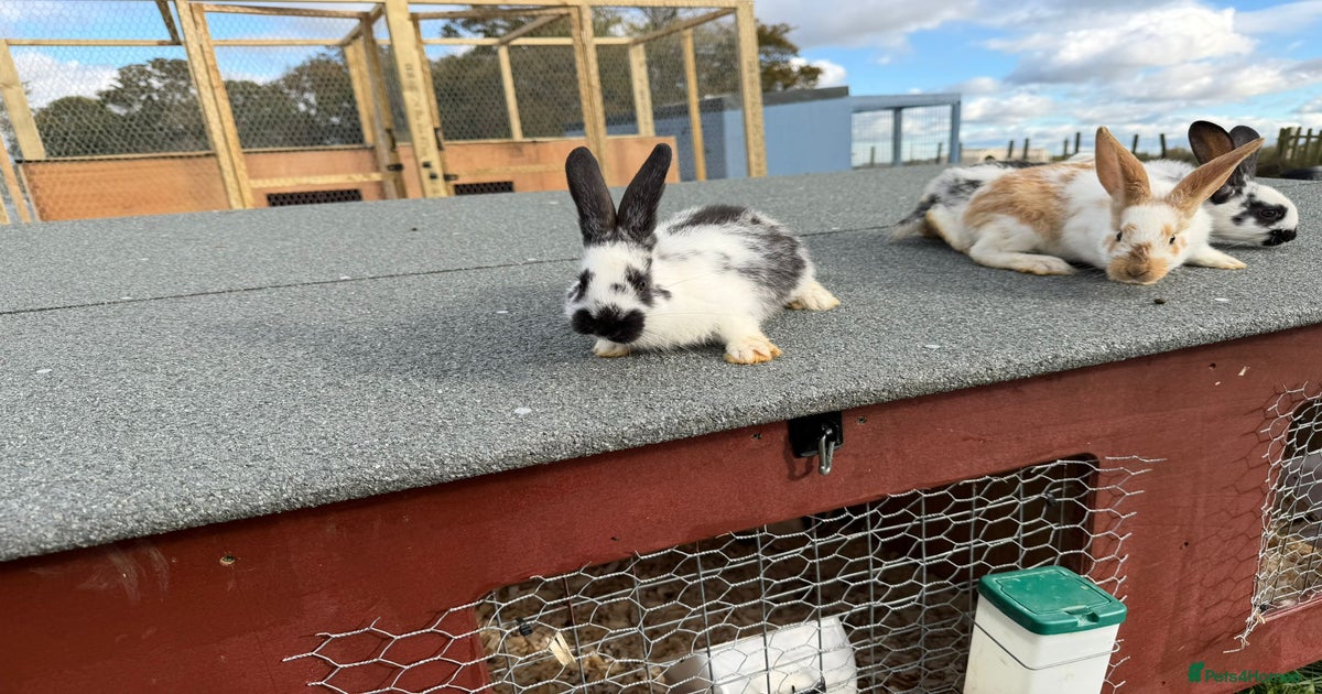 Mixed breed rabbits for sale in Maidstone | Pets4Homes