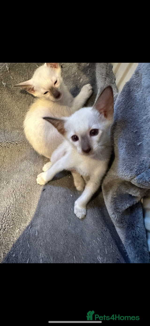 Beautiful Siamese babies for sale in Huntingdon | Pets4Homes