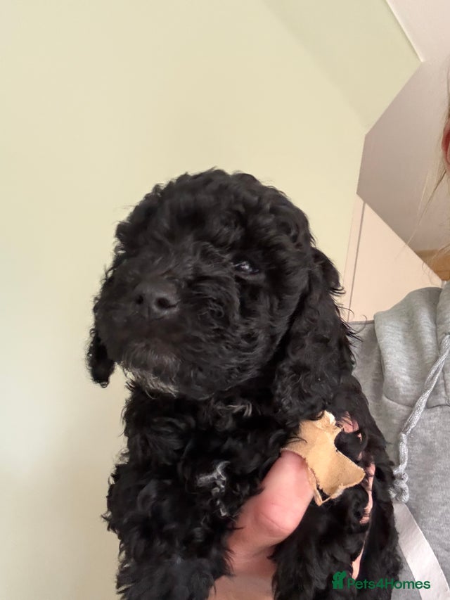 F1B cockapoo black boy available now (8wks) for sale in Bude | Pets4Homes
