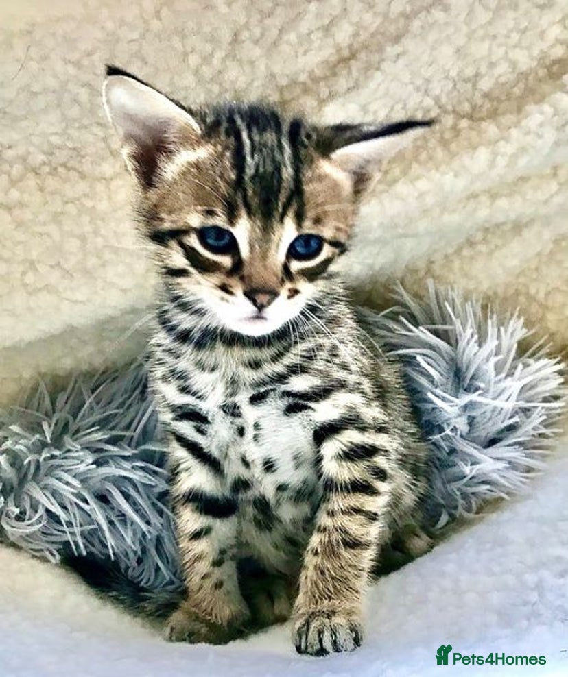 Red fox Puppies for sale | Pets4Homes