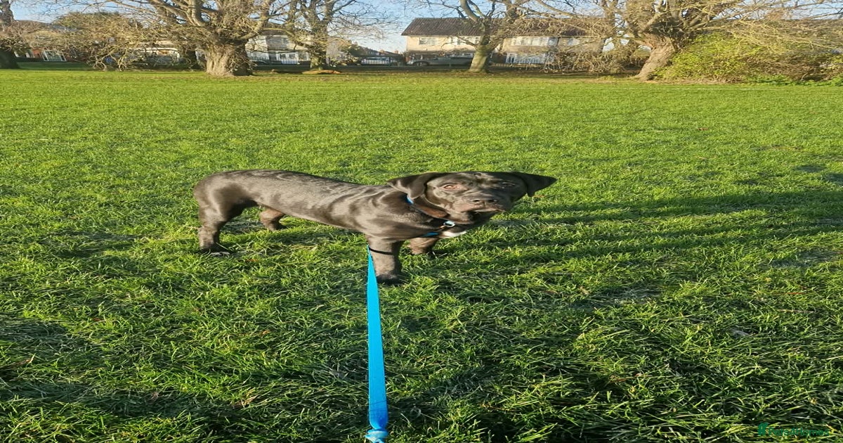 Hugo for sale in Hull | Pets4Homes