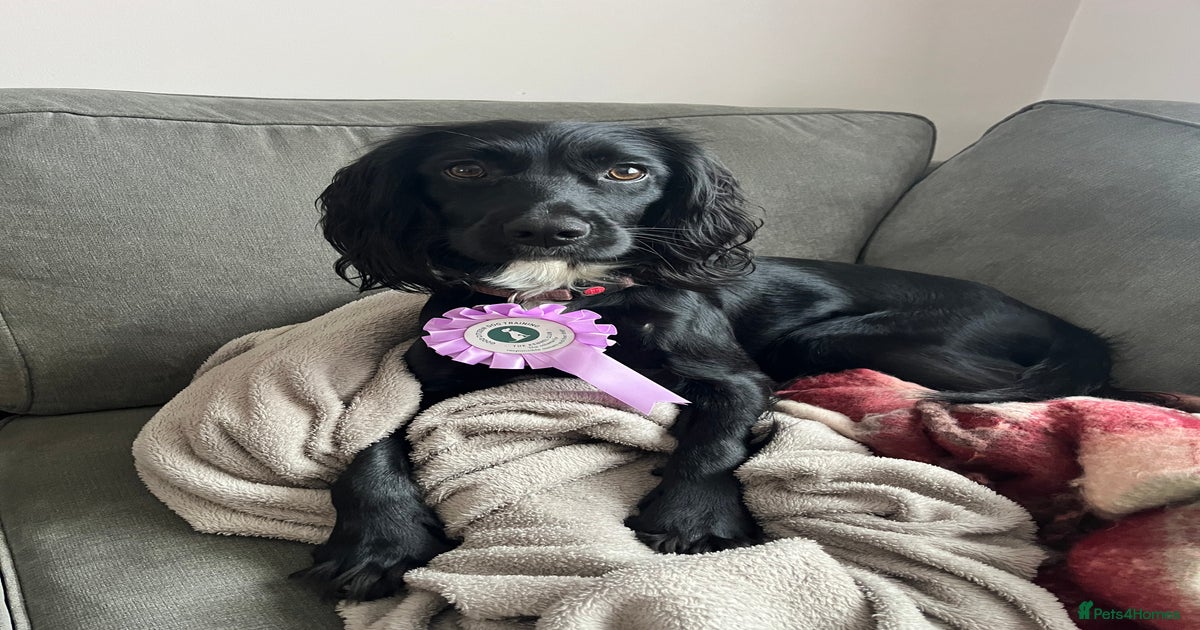 16 month old working sprocker spaniel for sale in Wimborne | Pets4Homes