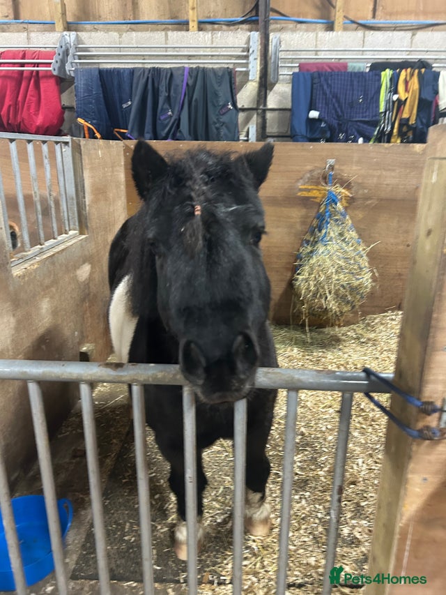 Registered Piebald miniature Shetland gelding for sale in Shrewsbury ...