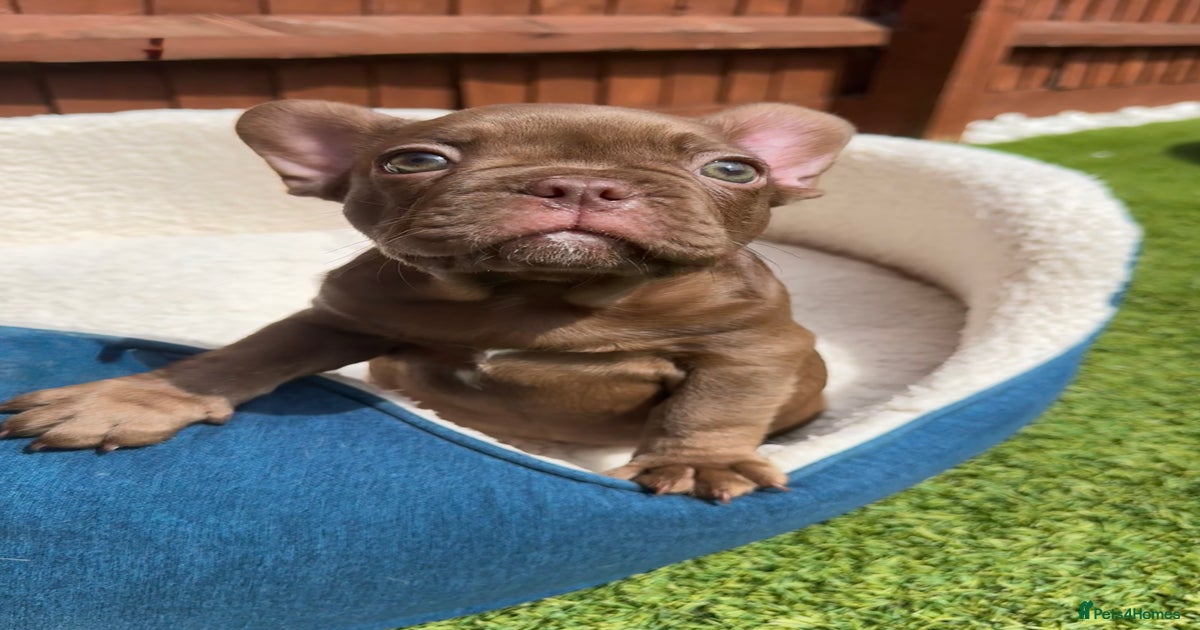 Outstanding Isabella & Rojo French Bulldog puppies for sale in | Pets4Homes