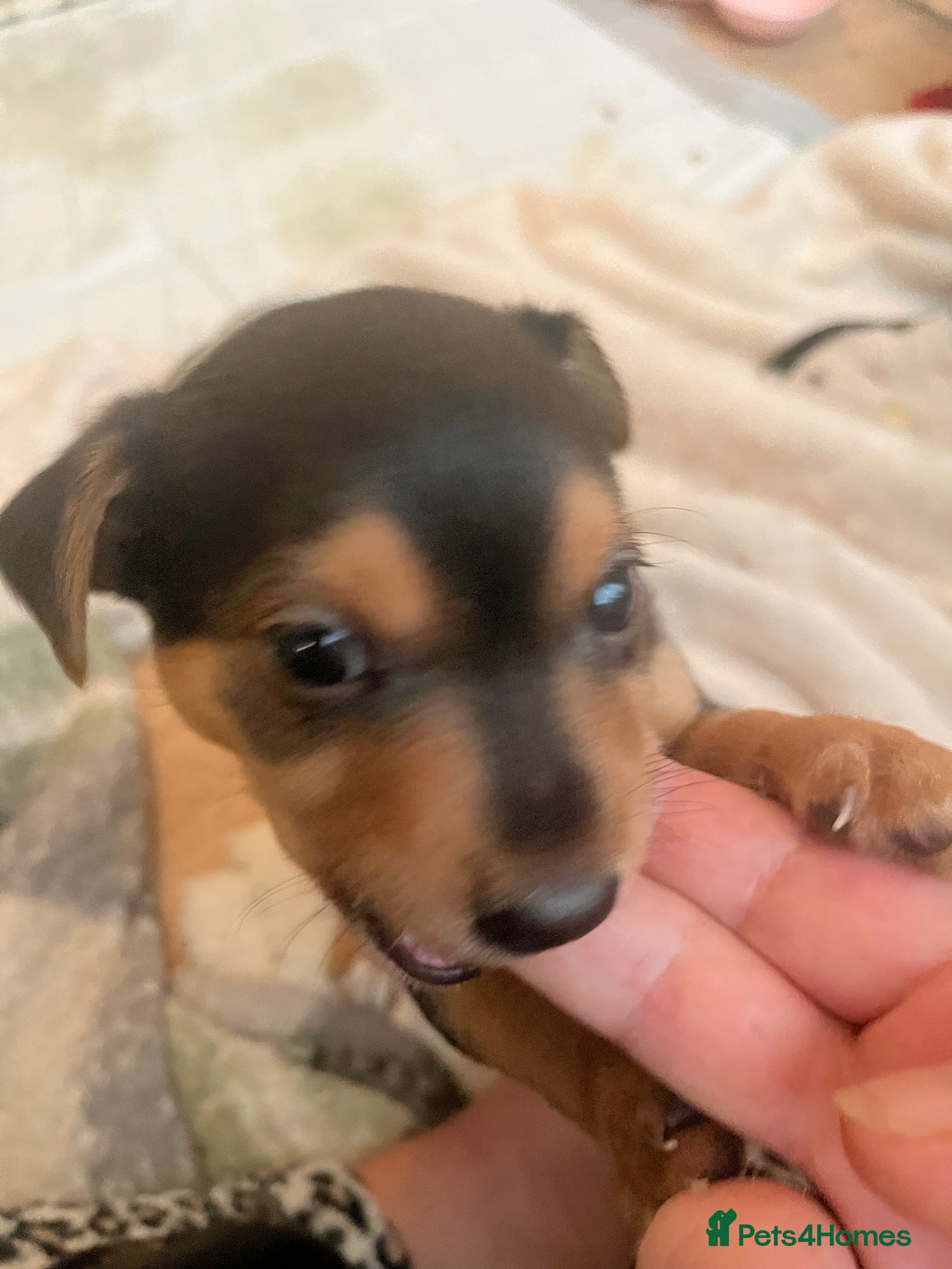 Jackawawa Puppies for sale | Pets4Homes