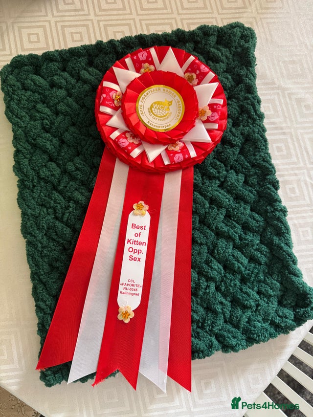 🏆🥇🏵️Top Quality Champion Lines Abyssinian for sale in London | Pets4Homes