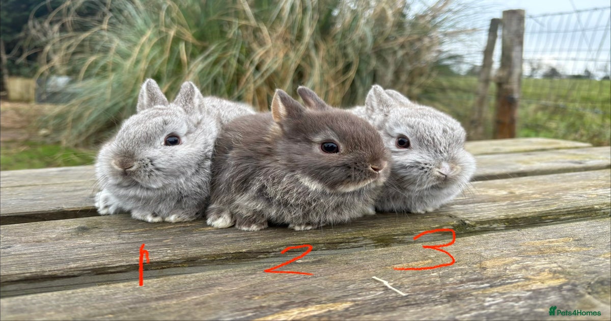 Three beautiful Netherland dwarf babies for sale in Guildford | Pets4Homes