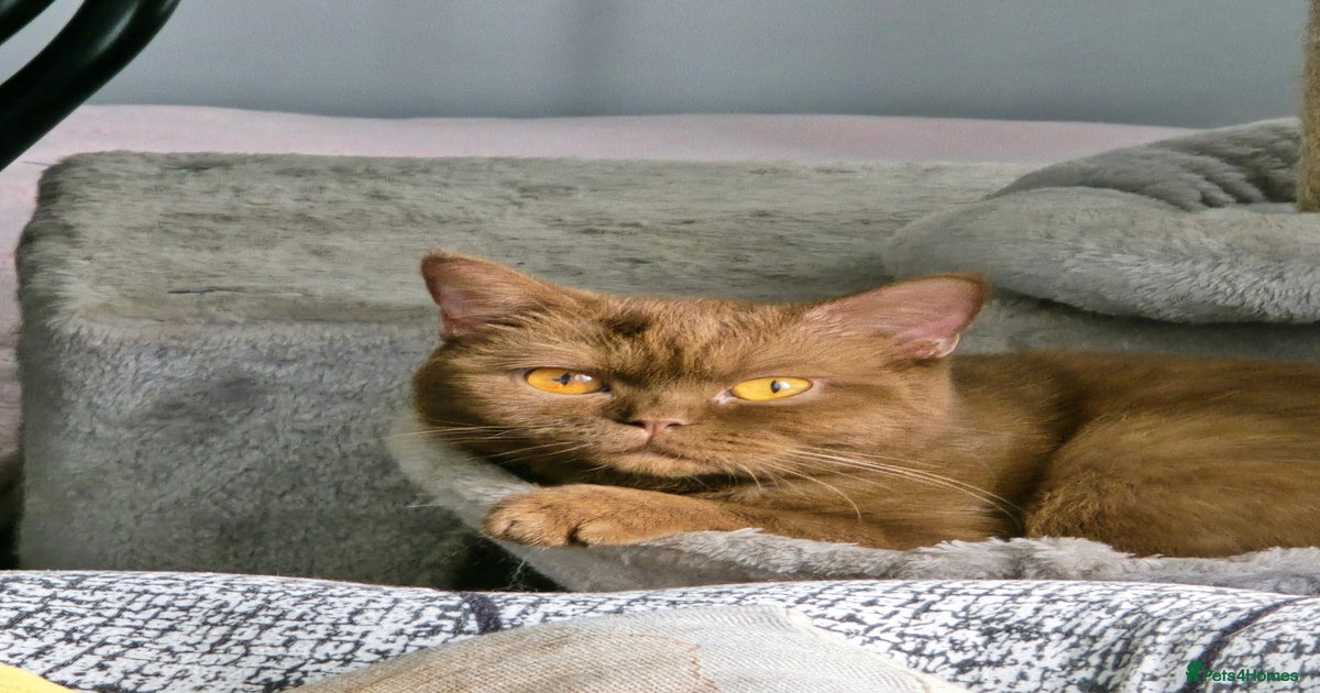 Beautiful cinnamon female cat for sale in Oldham | Pets4Homes