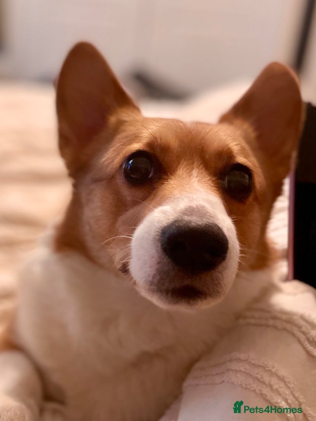 KC Reg Pembroke Welsh Corgi for sale in | Pets4Homes