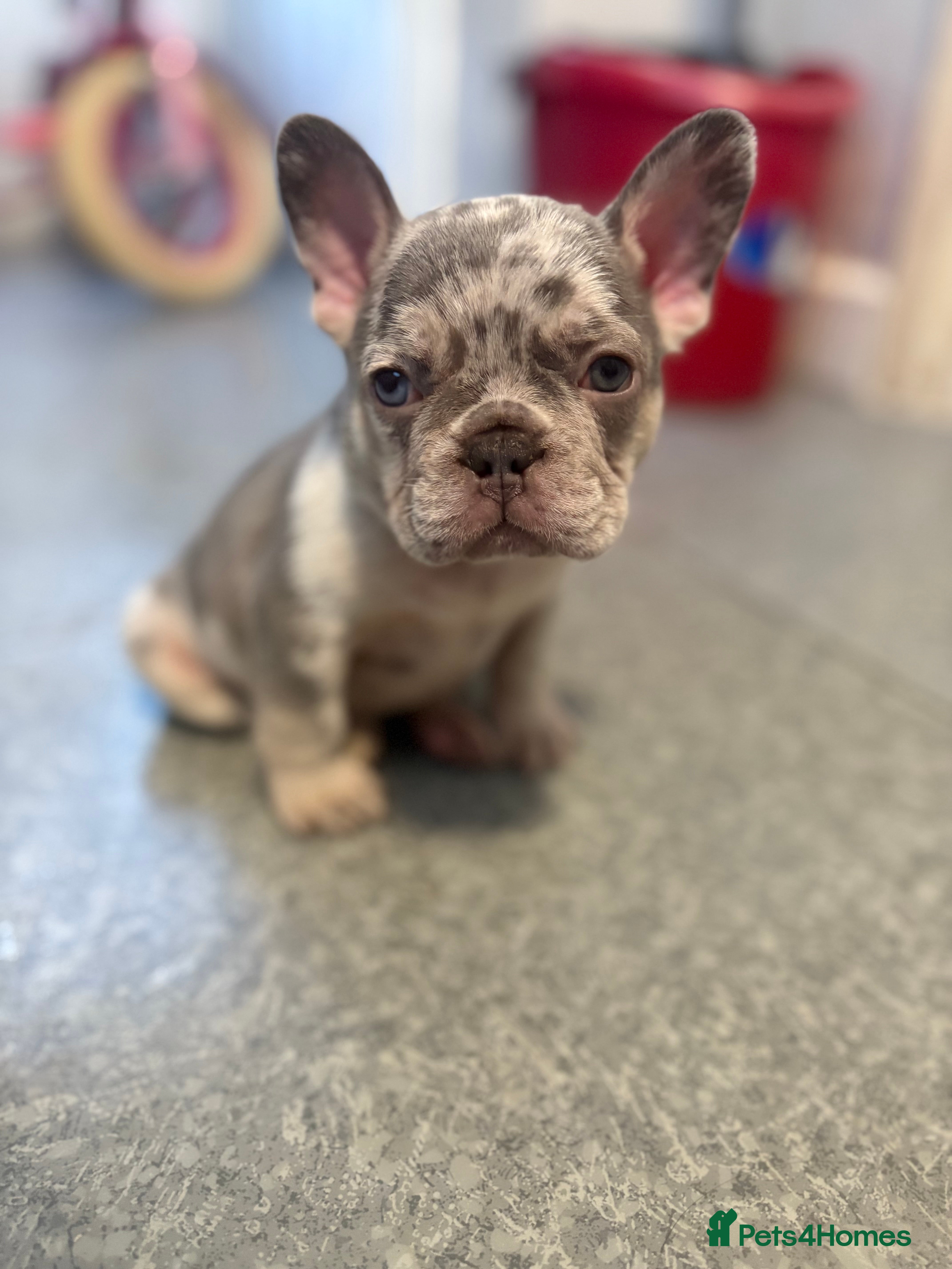 Lilac & tan testable French bulldogs for sale in Warrington | Pets4Homes