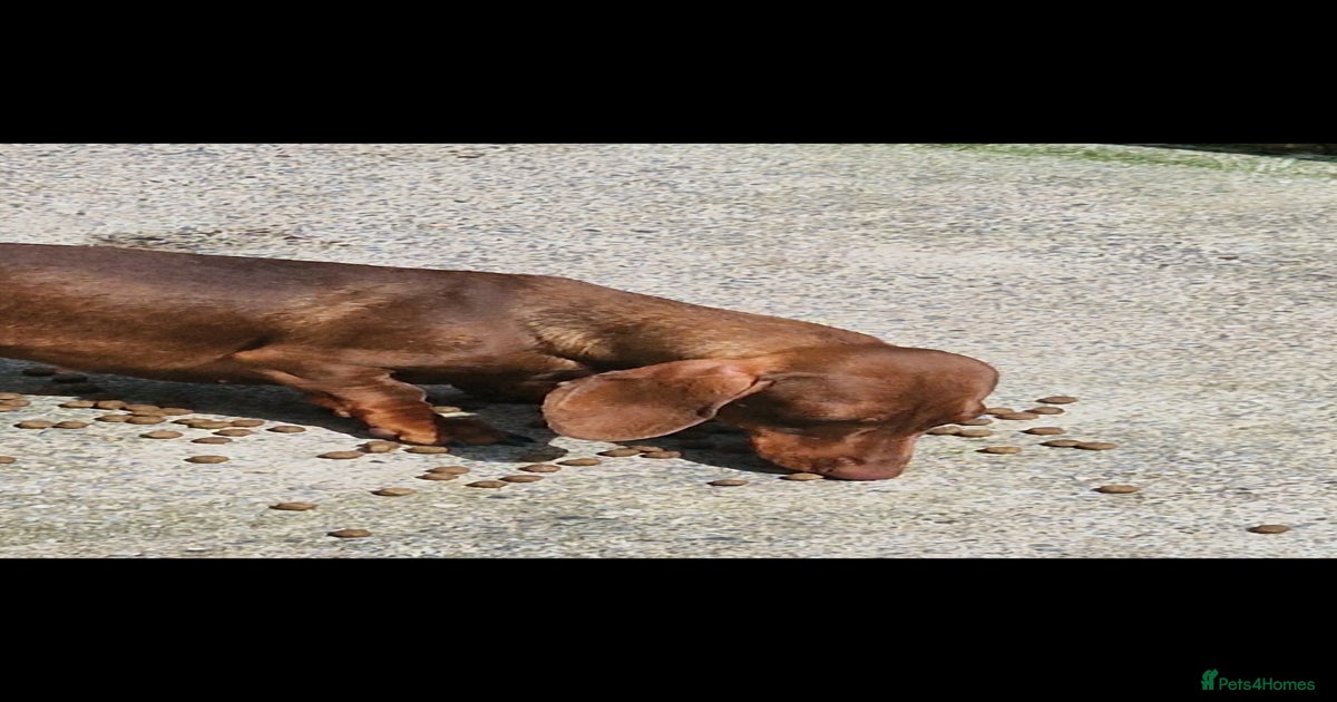 PRA CLEAR ADULT MINIATURE DACHSHUND FEMALE for sale in Swansea | Pets4Homes