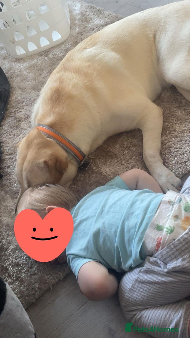 Shar pei cross Labrador for sale in Hull | Pets4Homes