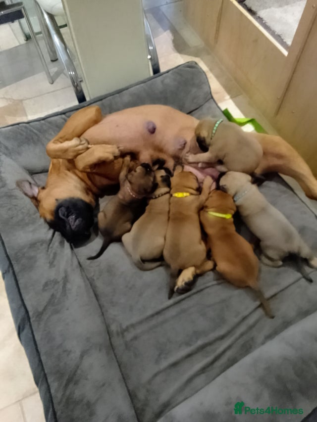 Old Tudor Ball mastiff puppies for sale in Ashford | Pets4Homes