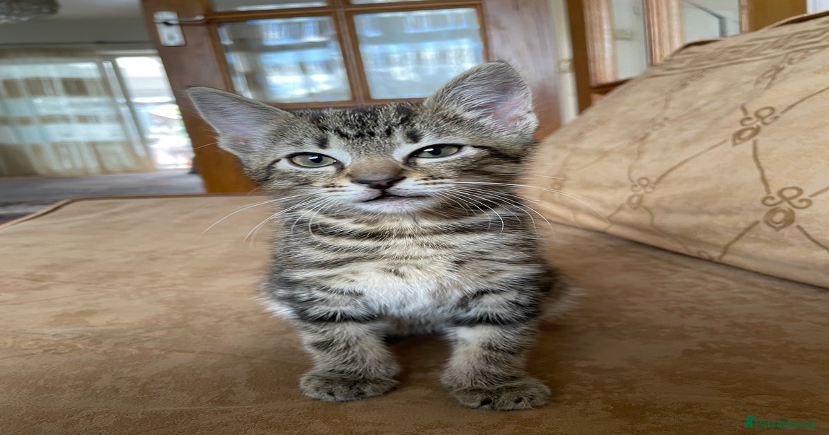 Tabby boy kitten for sale for sale in London | Pets4Homes