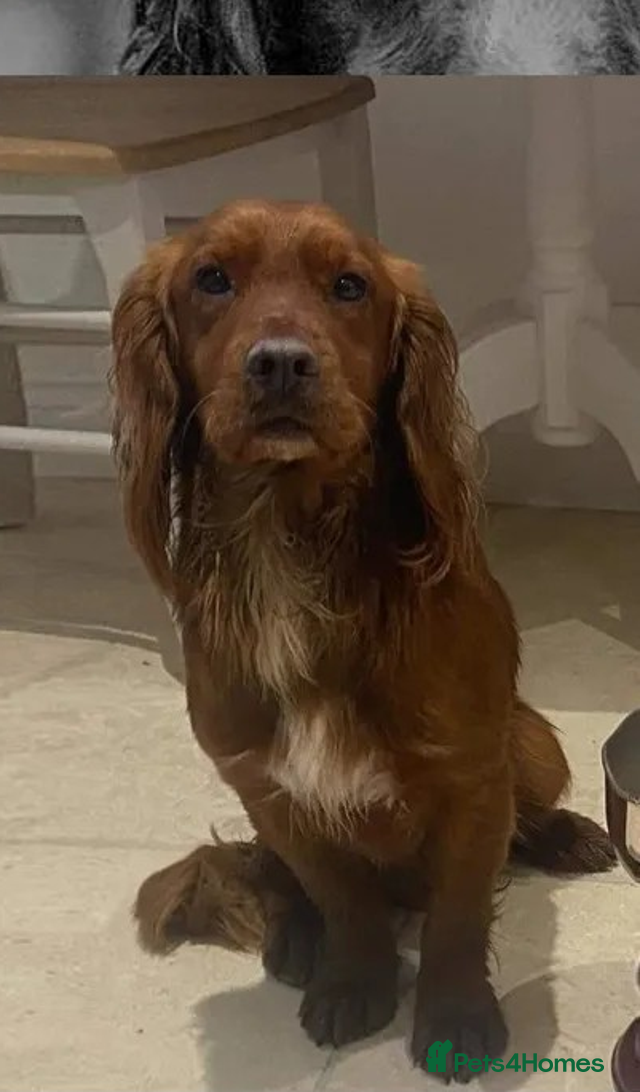 KC registered Red working cocker spaniels for sale in Stafford | Pets4Homes