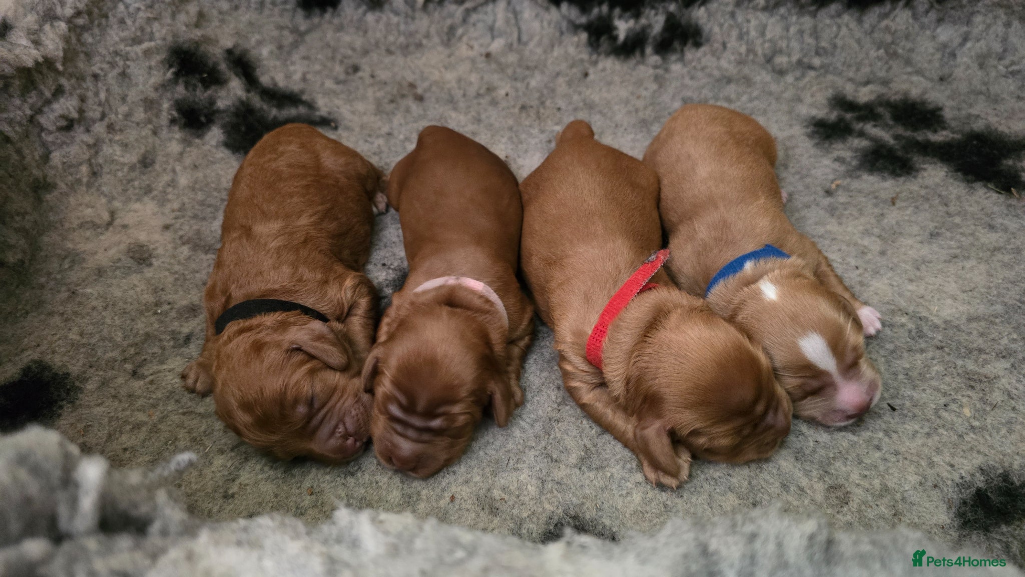 Cockapoo Puppies ️ for sale in Farnborough | Pets4Homes