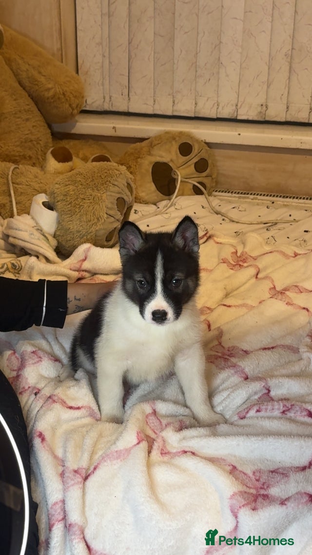 Siberian husky for sale in Bewdley | Pets4Homes