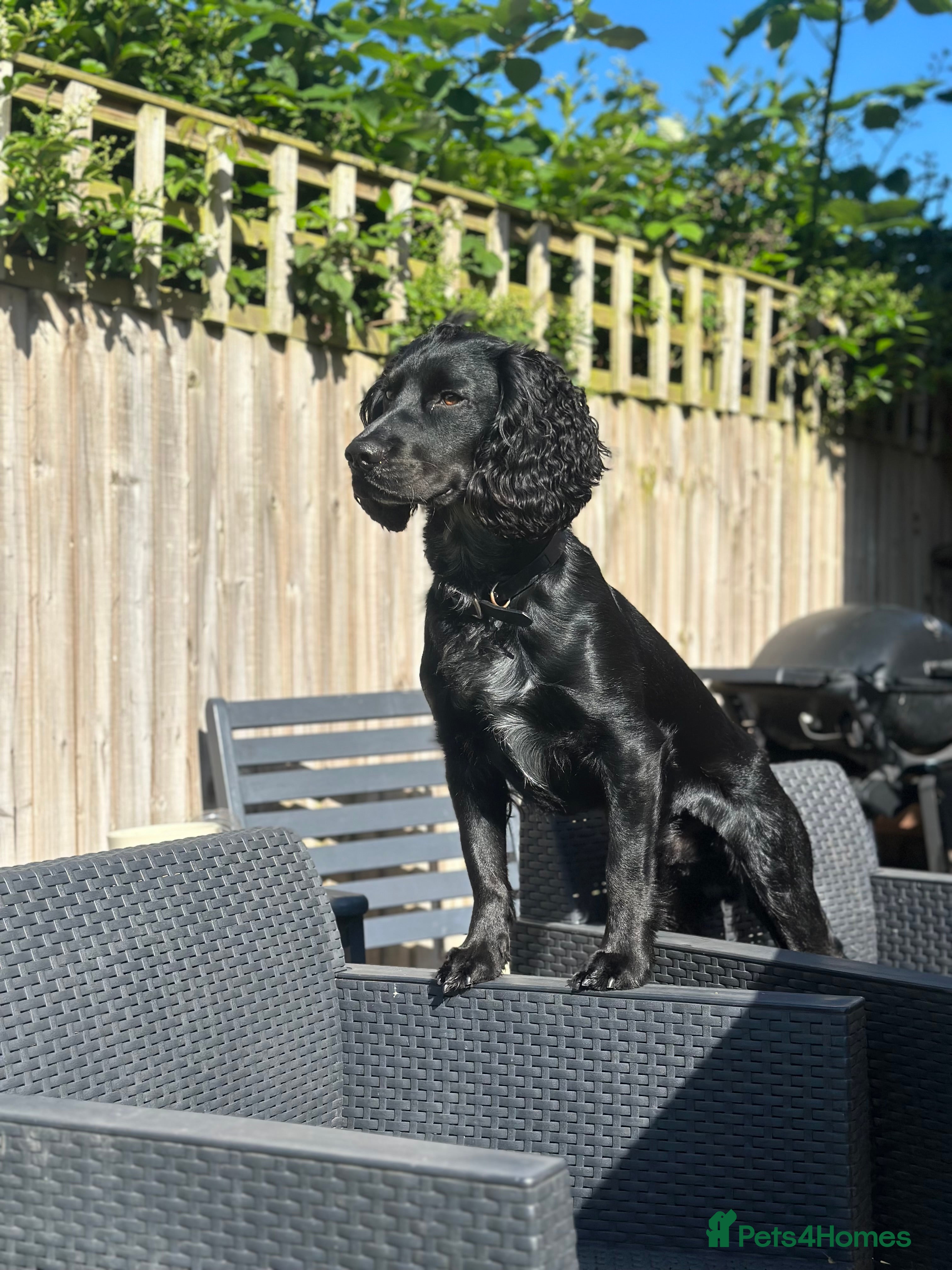 Perfect black working Cocker Spaniel for stud for stud in Biggleswade ...