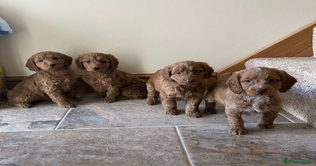 Toy F1 Cockapoos for sale in Llandrindod Wells | Pets4Homes