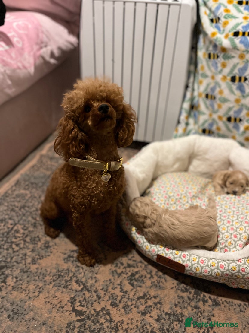 Pets & Animals for sale | Pets4Homes