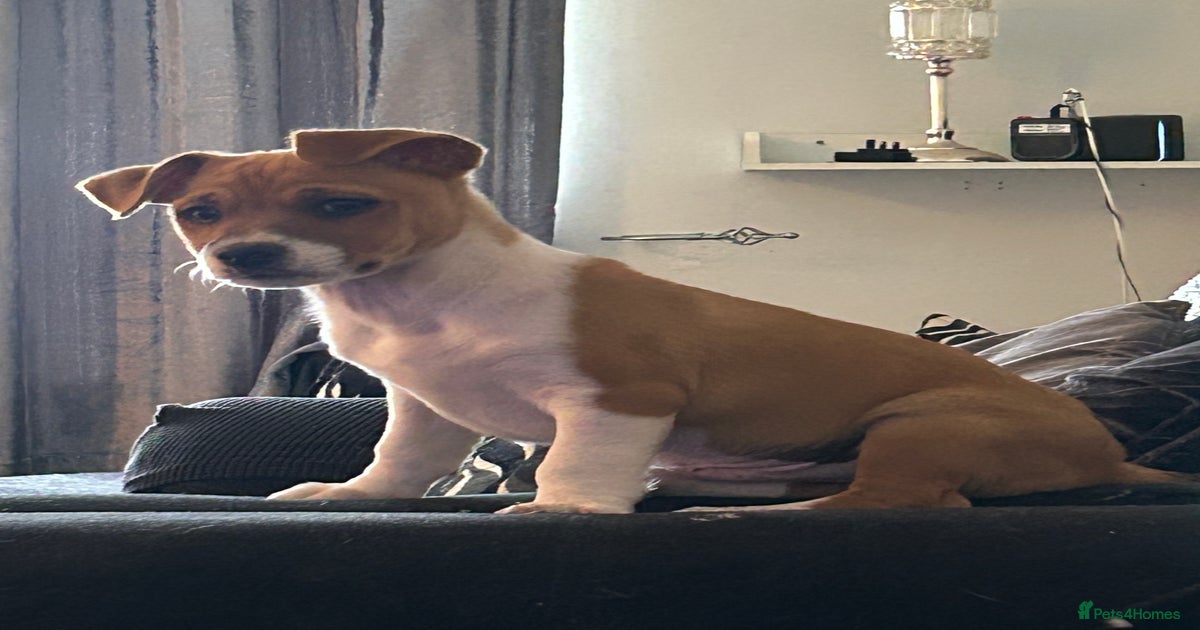 Half Chihuahua half Jack Russell for sale in Woodford Green | Pets4Homes