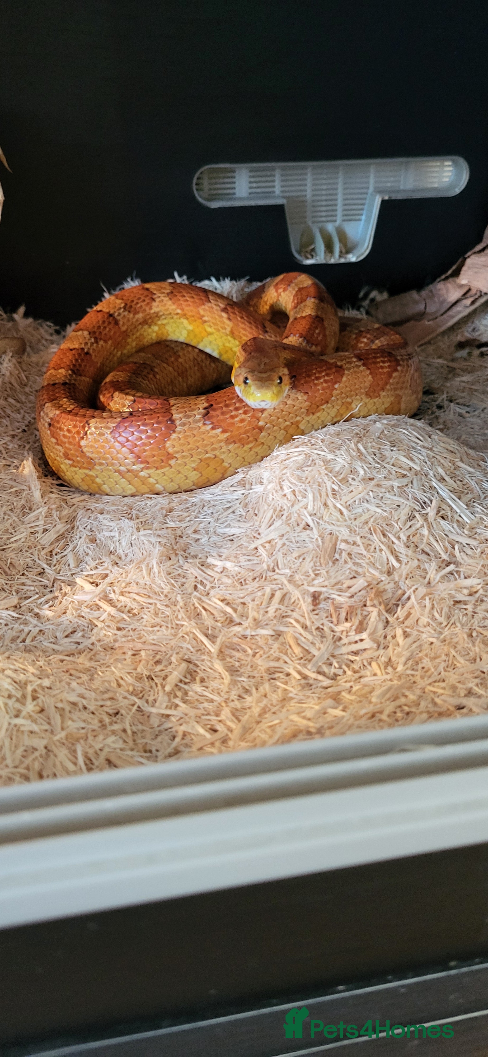 Female Corn snake for sale in Gravesend | Pets4Homes