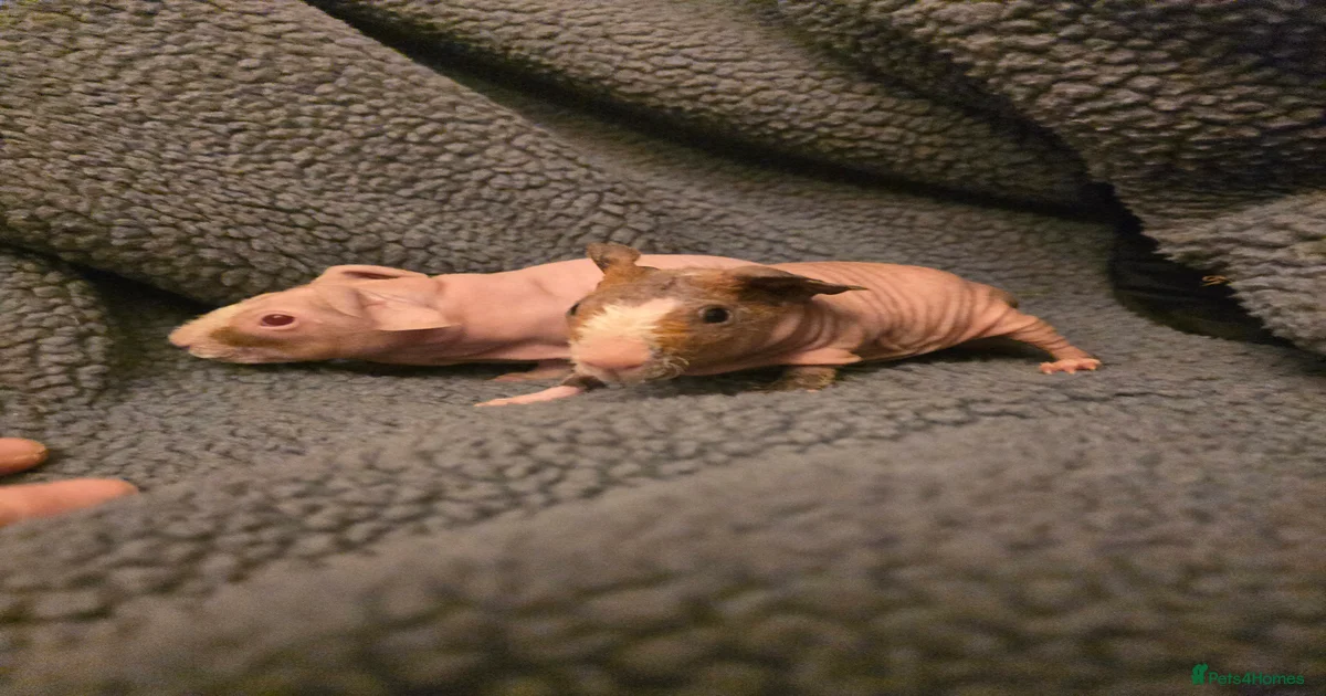 Baby boy skinny Werewolf guinea pigs for sale in Stoke-on-Trent ...