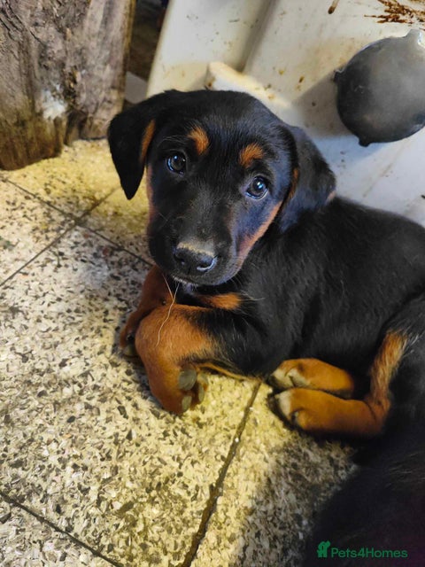 Huntaway Dogs Breed - Information, Temperament, Size & Price | Pets4Homes