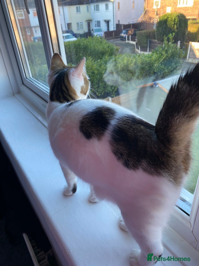 Female kitten for sale in Manchester | Pets4Homes