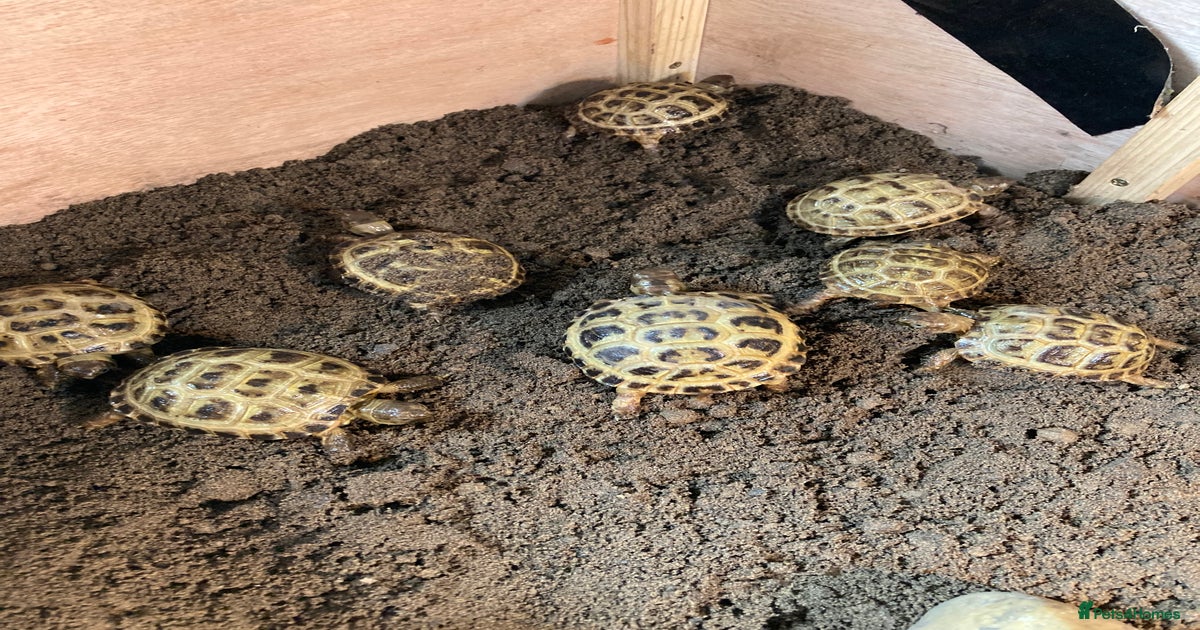 *3 left*Baby Horsefield Tortoises for sale for sale in Mansfield ...