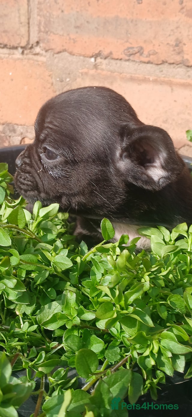 Beautifull FRUGS..FRENCHIE X PUG for sale in Birmingham | Pets4Homes