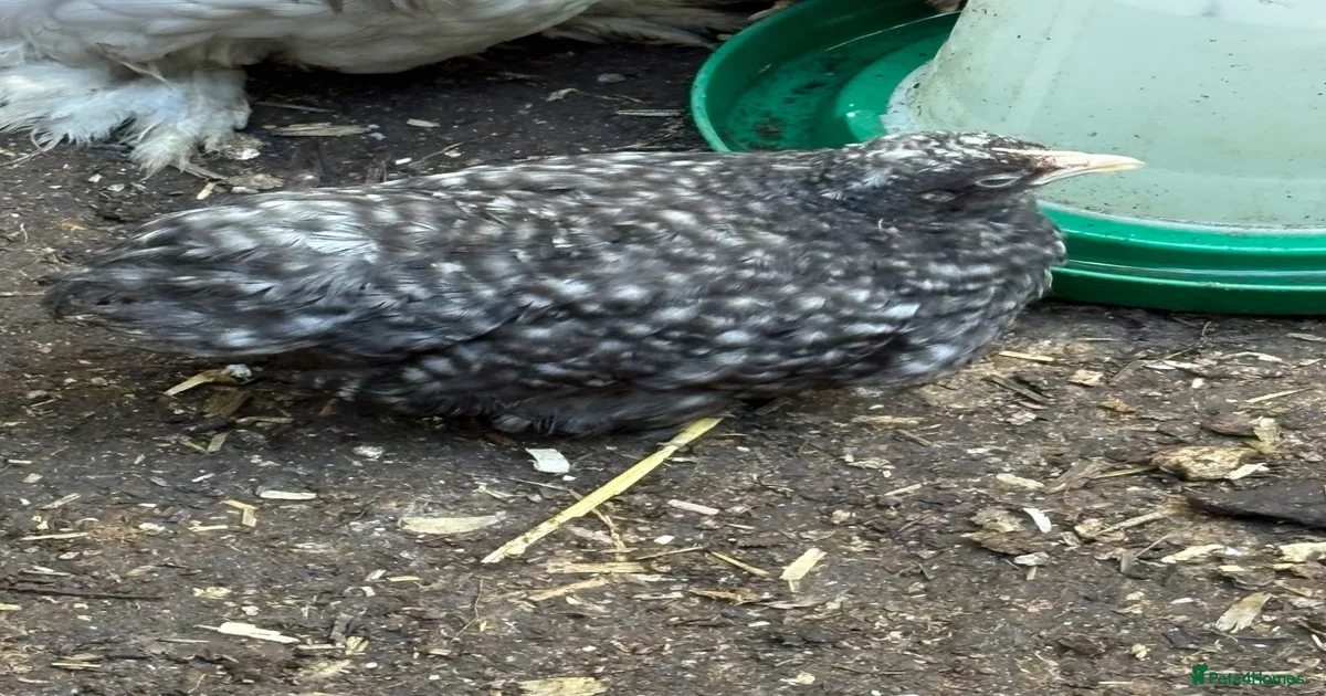 Beautiful cuckoo pekin pullets Sexed hens 7 weeks for sale in ...