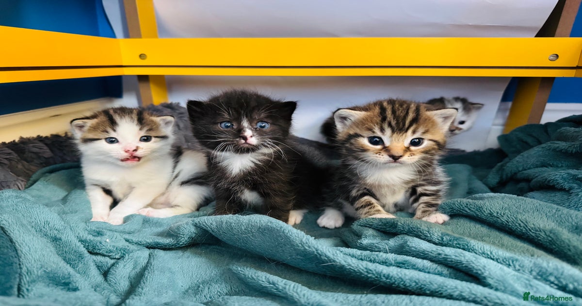 Beautiful Mixed kittens for sale in Stamford | Pets4Homes