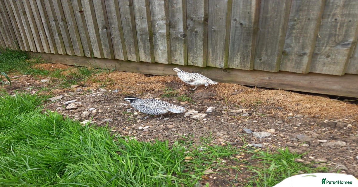 Breeding Pair of Bobwhite Quails for sale in Leicester | Pets4Homes