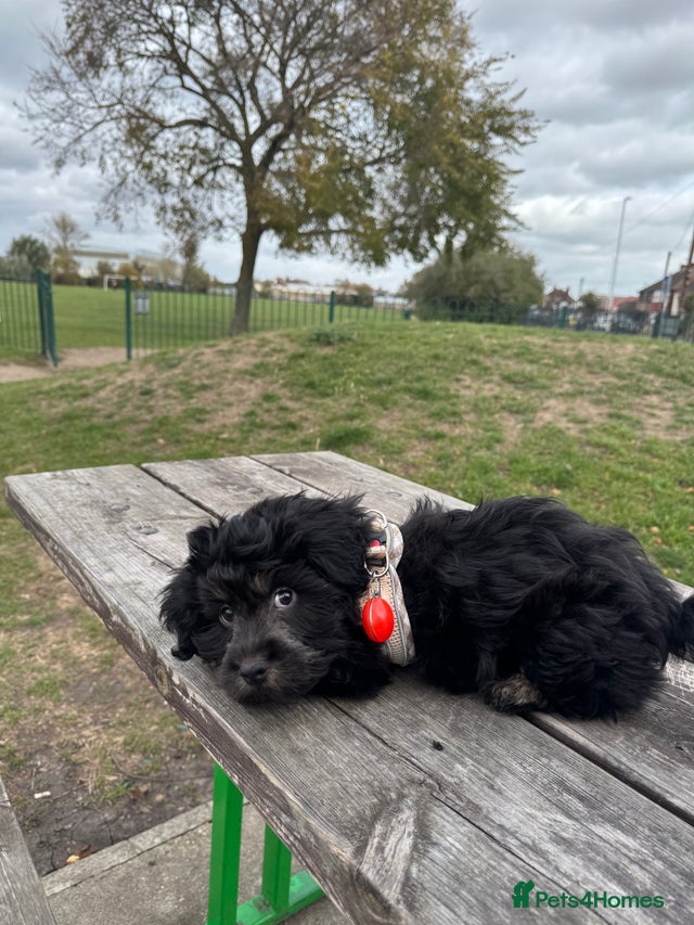 Jackapoo puppy for sale in Sheerness | Pets4Homes