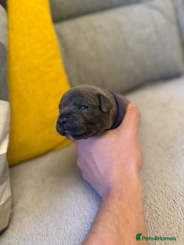 7 BEAUTIFUL STAFFY PUPS SIRED BY CH FIGO for sale in Halesowen | Pets4Homes