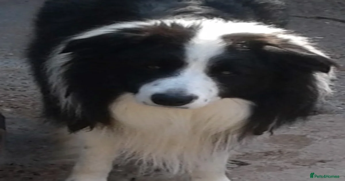 Border Collie Dogs for stud | Pets4Homes